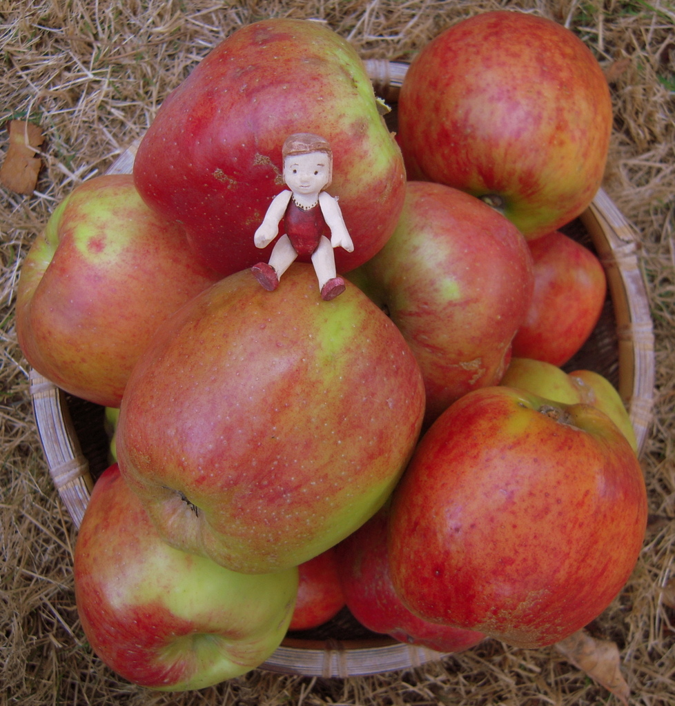 Apple Pip in October | Quimper Hittys